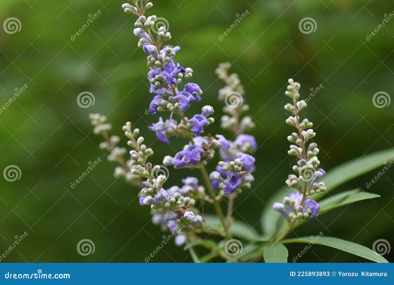 Chaste tree flowers. stock image. Image of floral, blue - 225893893