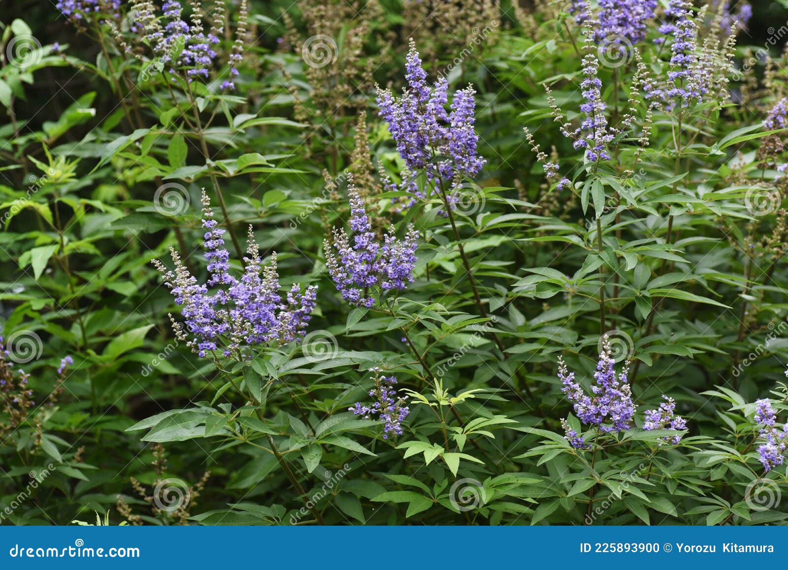 Chaste tree flowers. stock photo. Image of medical, blooming - 225893900
