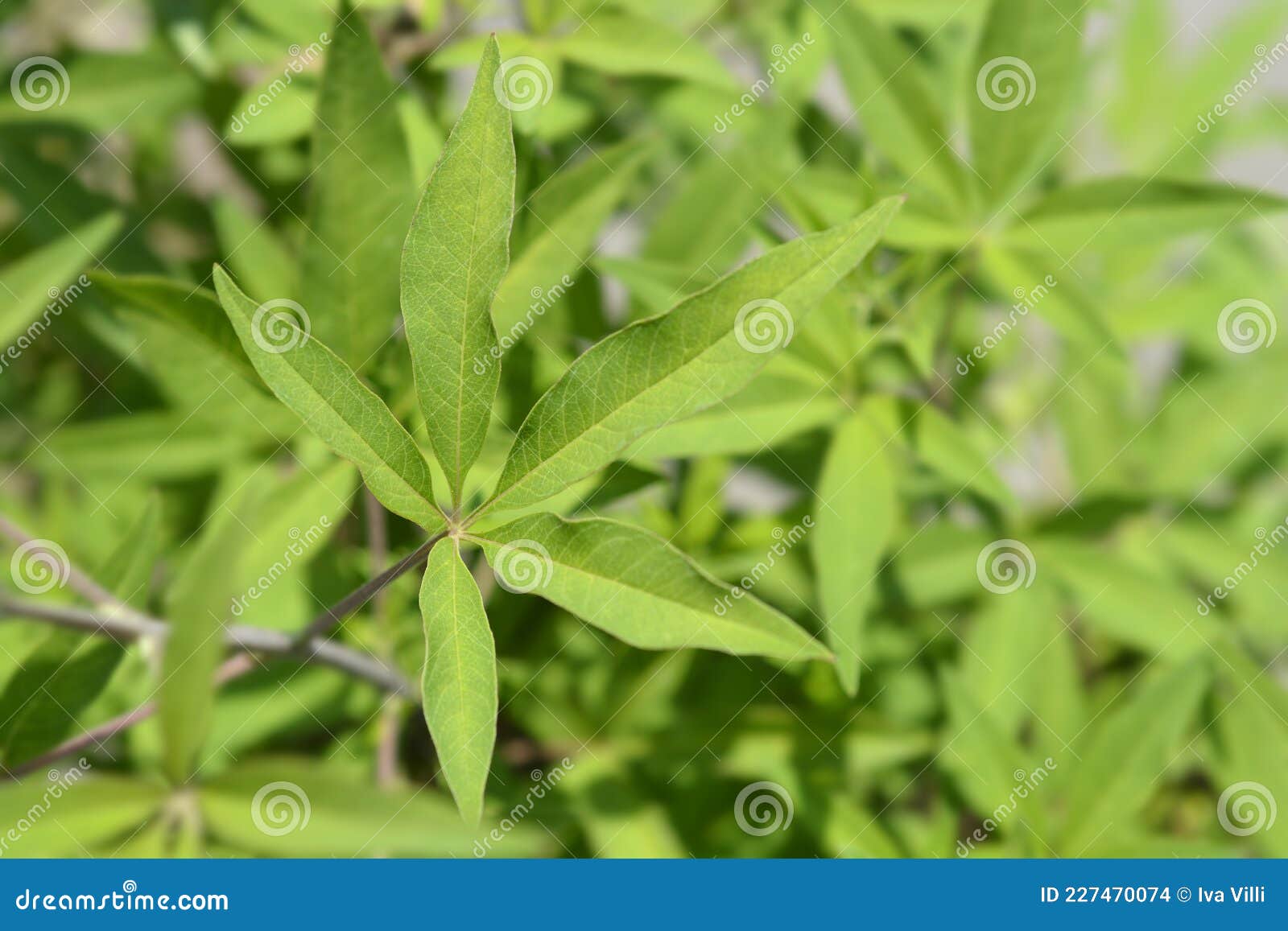 Chaste tree stock photo. Image of agnuscastus, hemp - 227470074