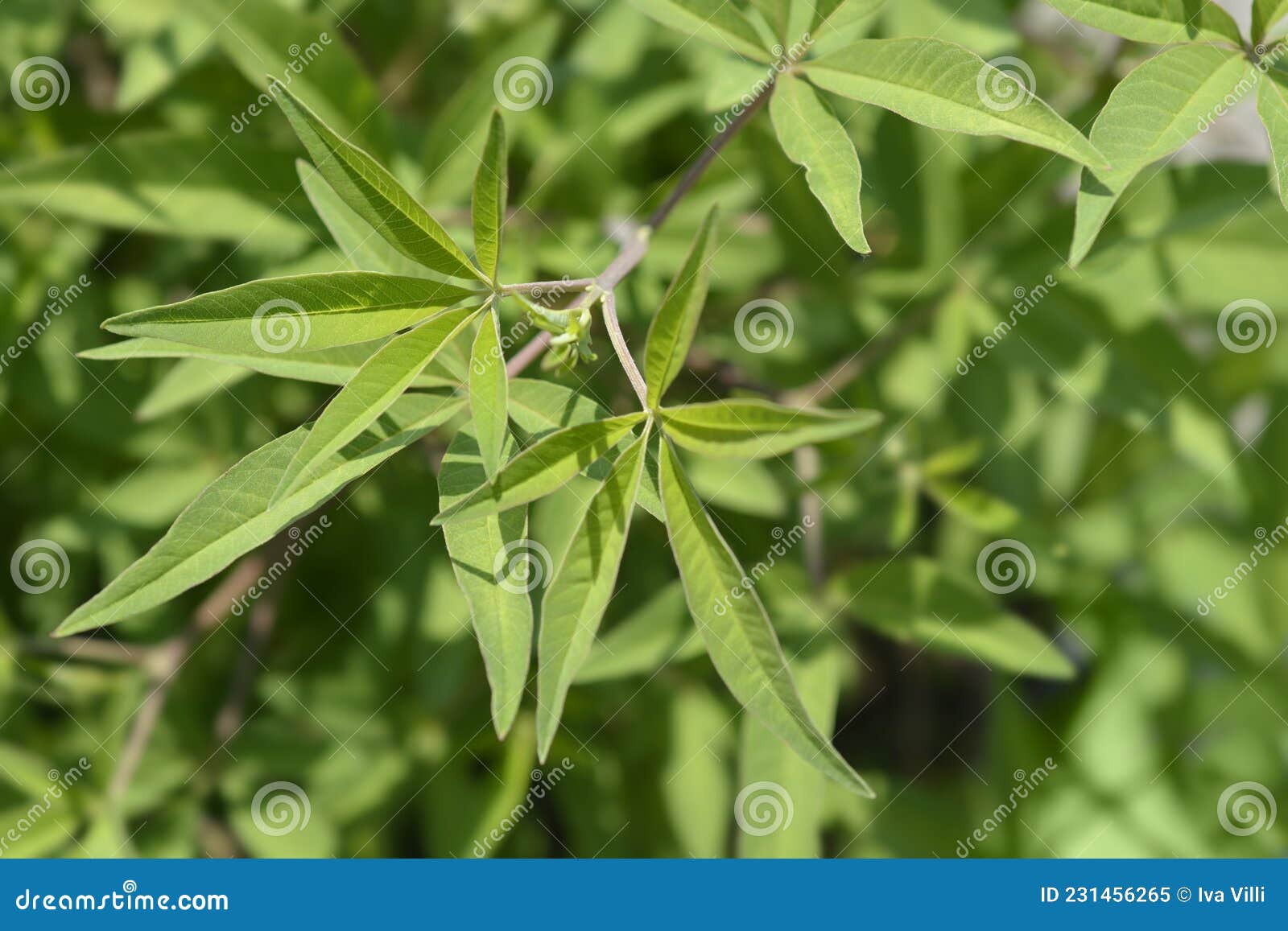Chaste tree stock image. Image of hemp, green, close - 231456265
