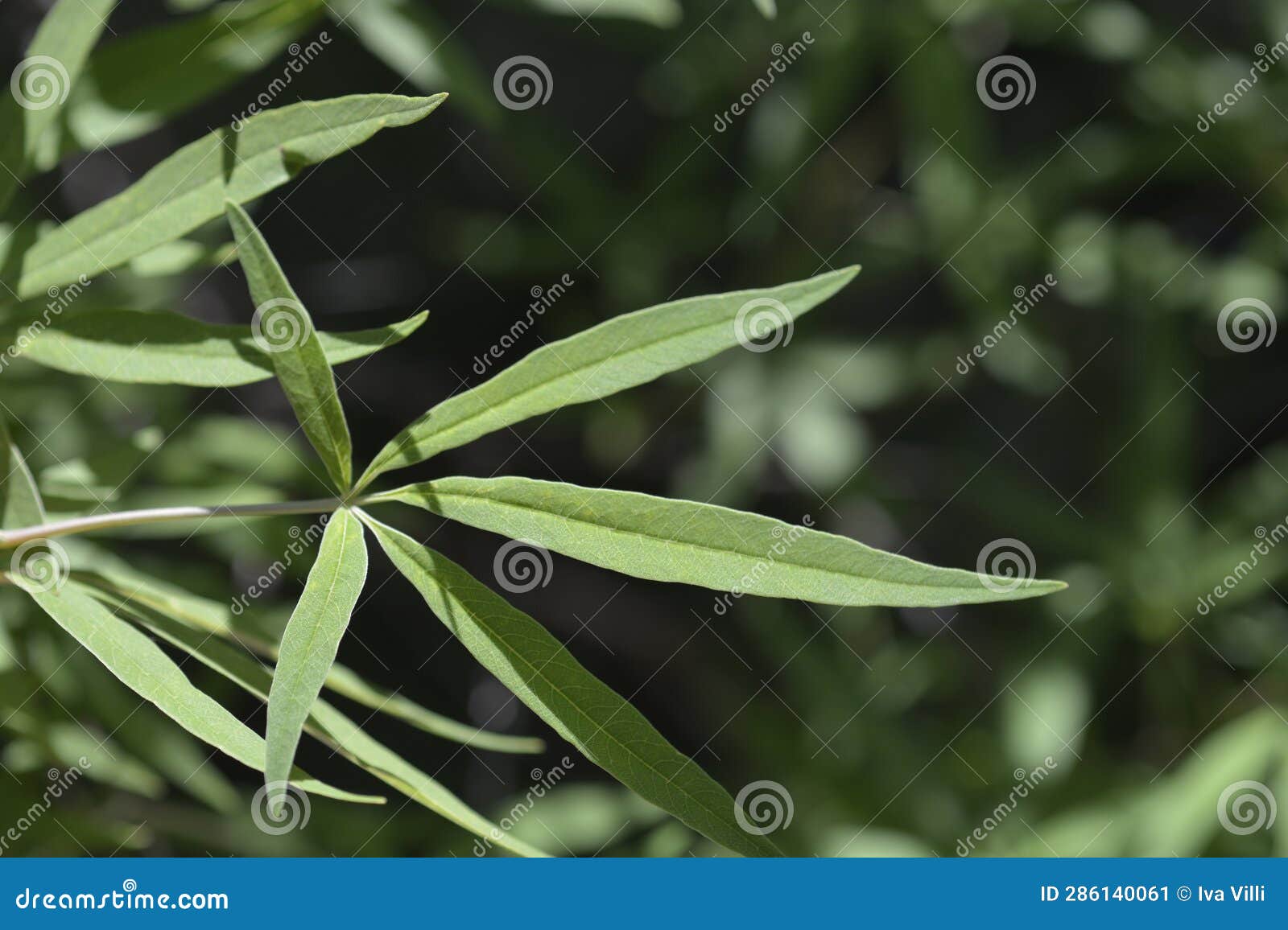 Chaste tree stock image. Image of latin, summer, green - 286140061