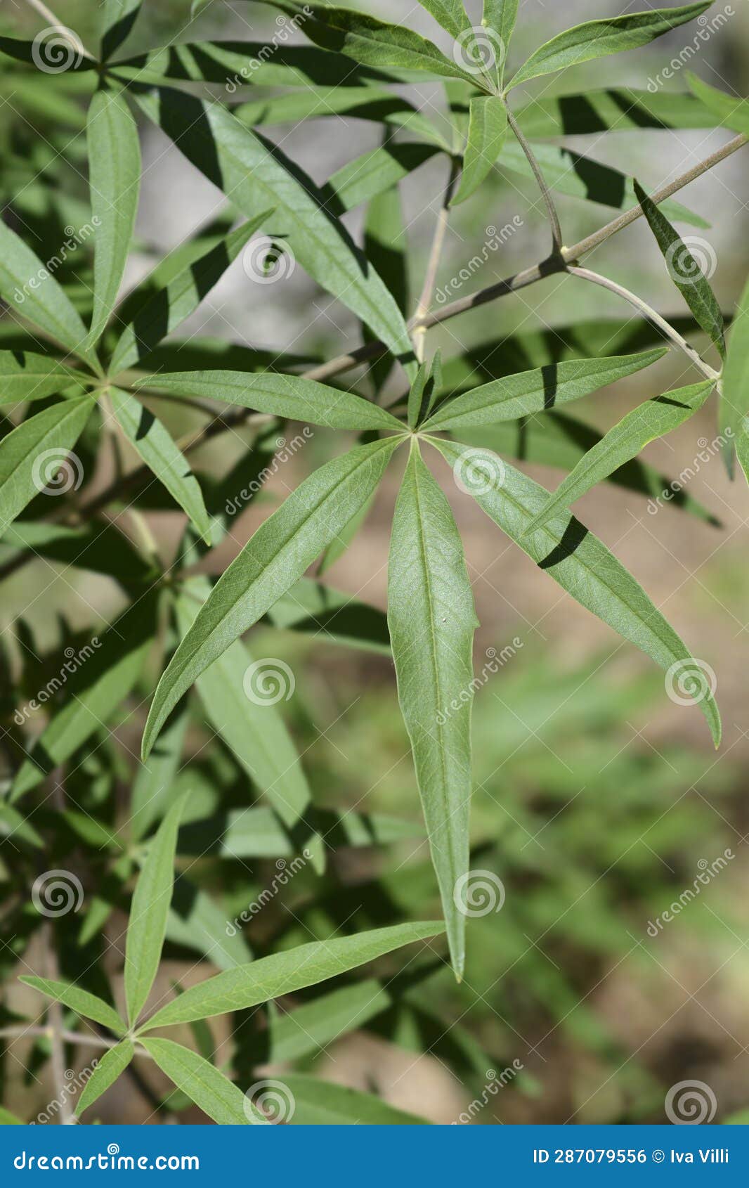 Chaste tree stock photo. Image of leaf, botany, nature - 287079556