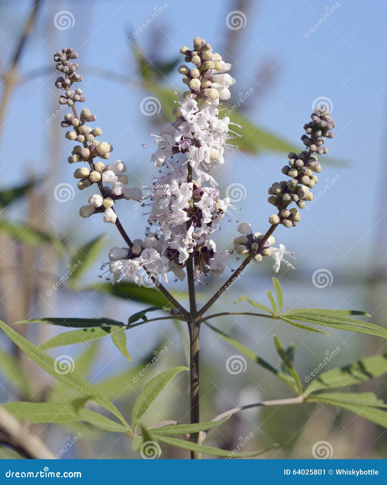 Chaste Tree stock image. Image of nature, blossom, chaste - 64025801