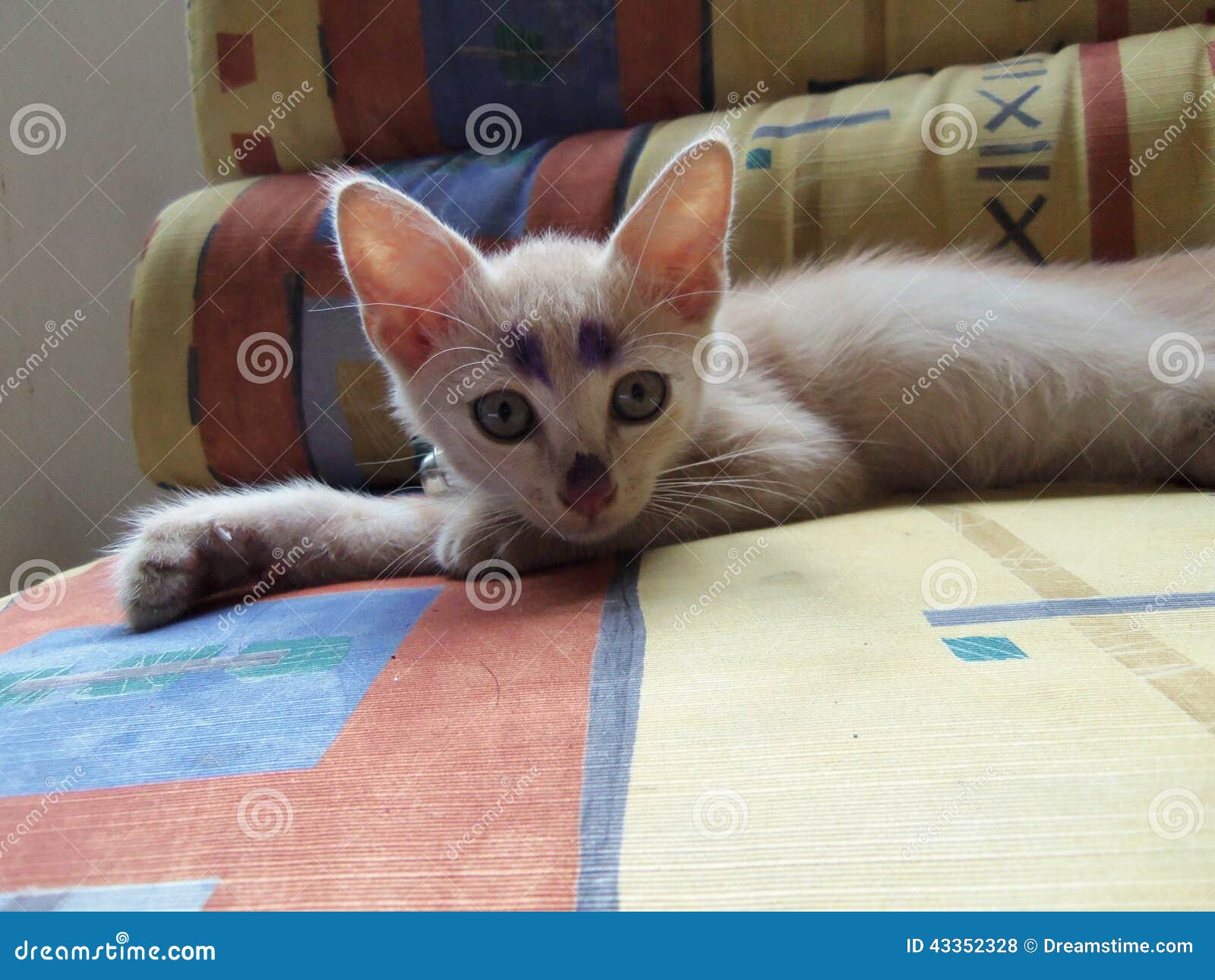 Merci Chat Photos Stock - Téléchargez 42 Photos libres de droits