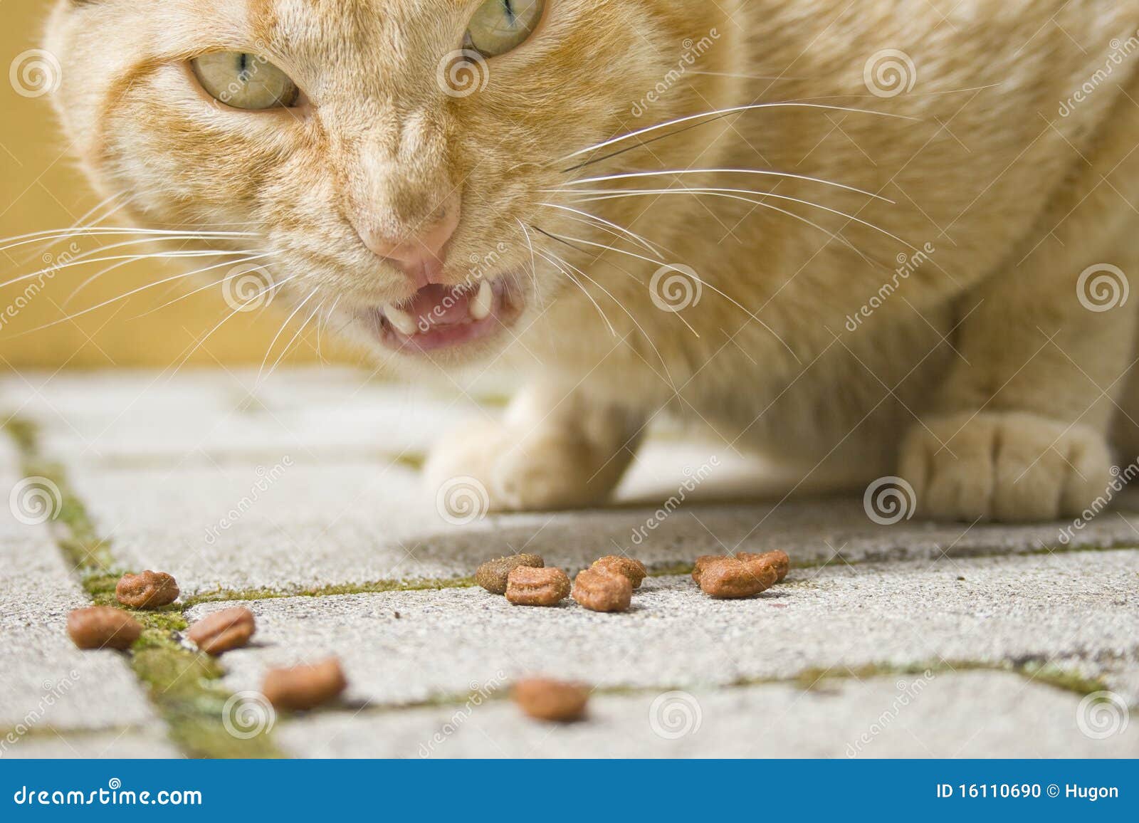 Chat agressif photo stock. Image du séance, chat, ciel - 16110690