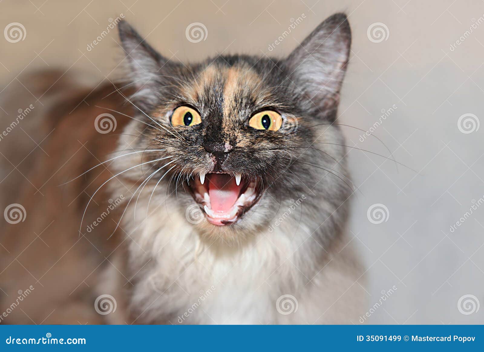 Chat agressif image stock. Image du effrayé, furieux - 35091499