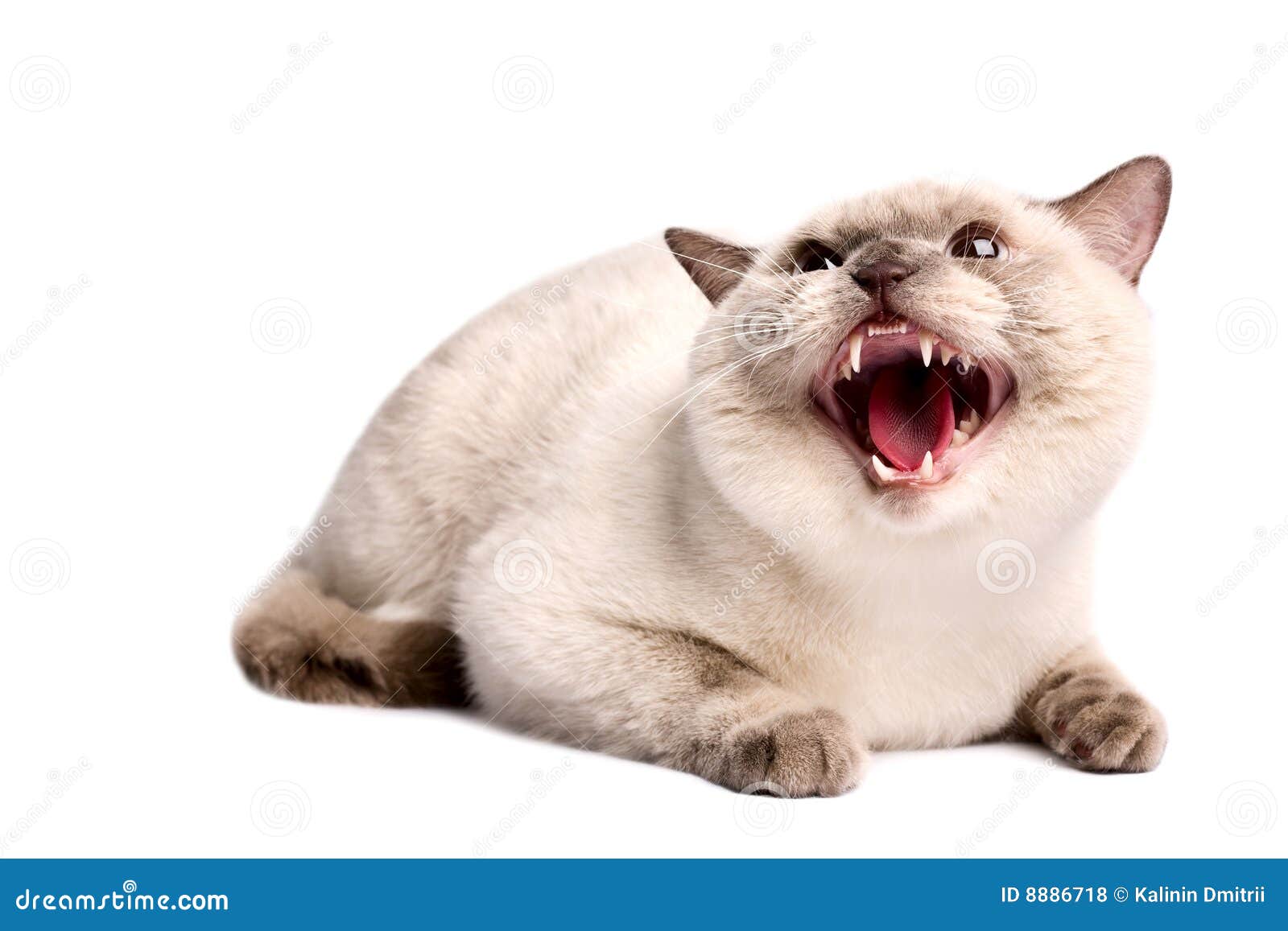 Chat agressif photo stock. Image du chat, minou, verticale - 8886718