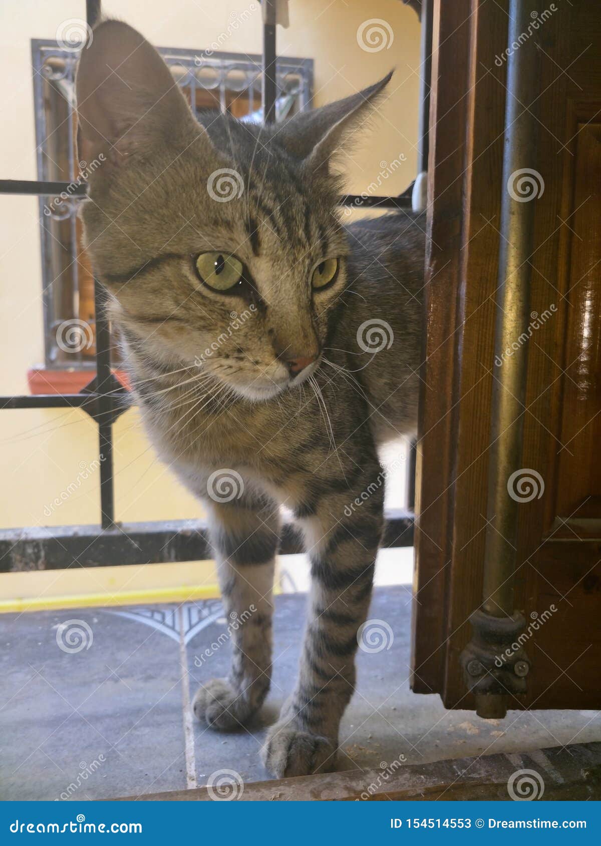 Chat Arabe Avec Les Yeux Verts Image stock - Image du vert, chat: 154514553