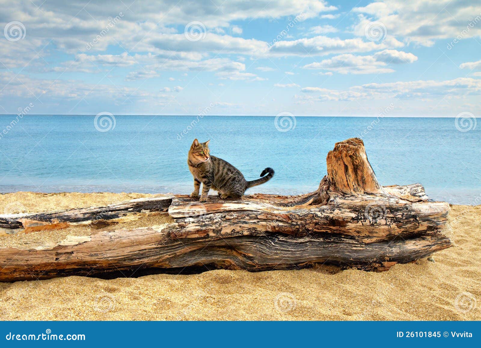Chat au bord de la mer image stock. Image du saison, chat - 26101845