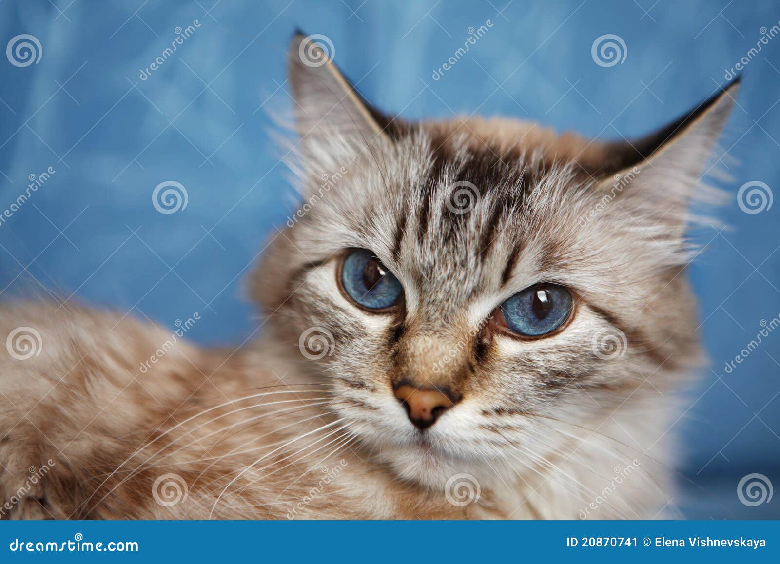 Chat aux yeux bleus image stock. Image of bleu, regard - 20870741