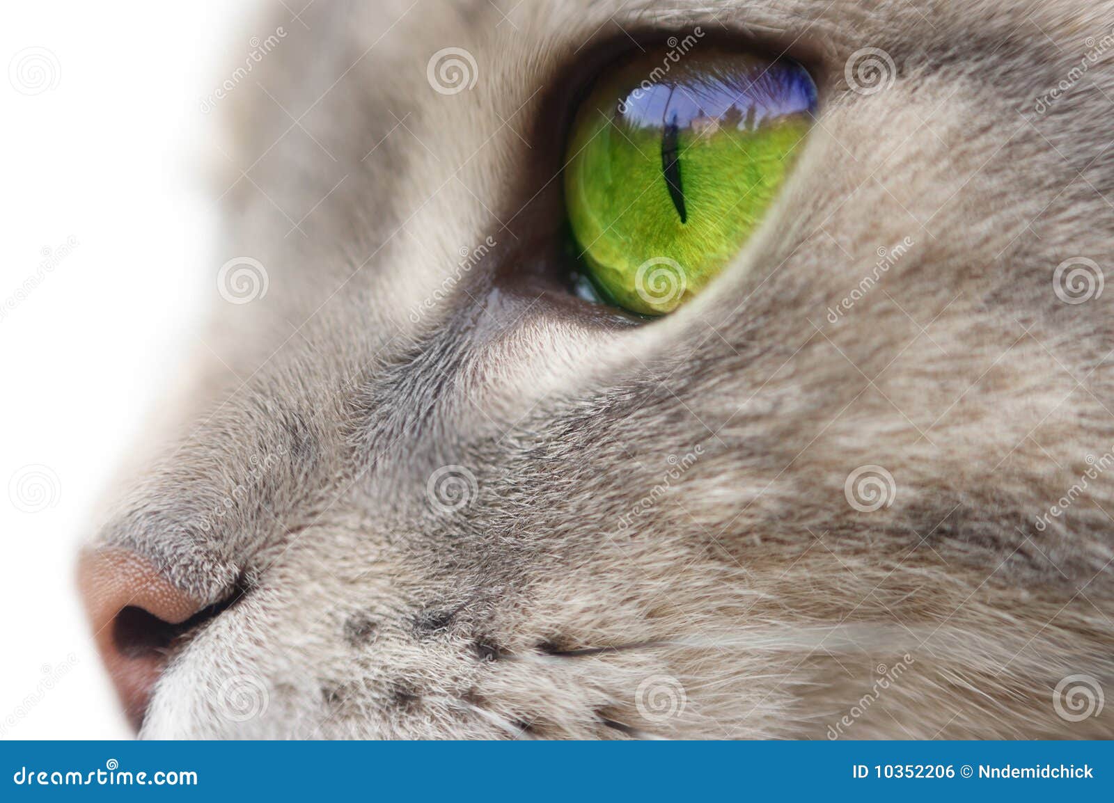 Chat aux yeux verts photo stock. Image du chat, minou - 10352206