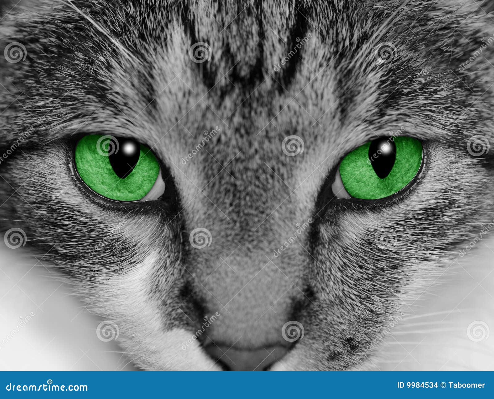 Chat aux yeux verts photo stock. Image du rayé, mystérieux - 9984534