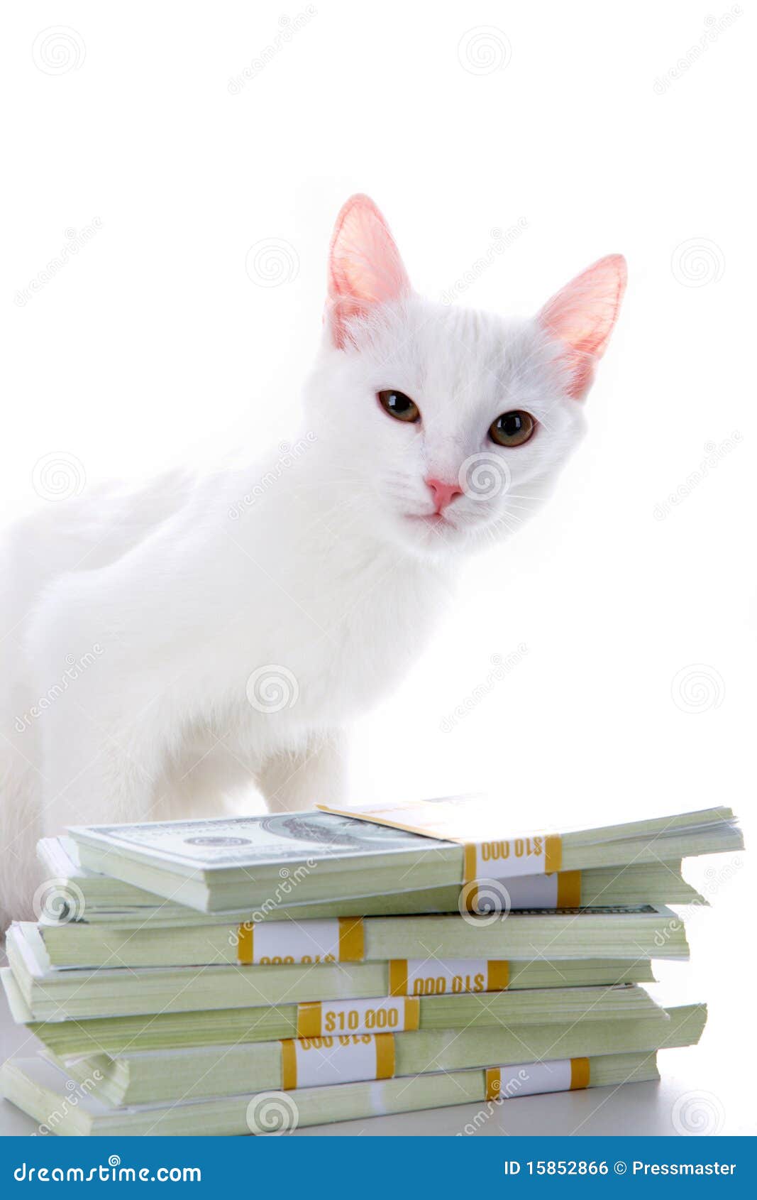 Chat avec de l'argent photo stock. Image du museau, brouillé - 15852866