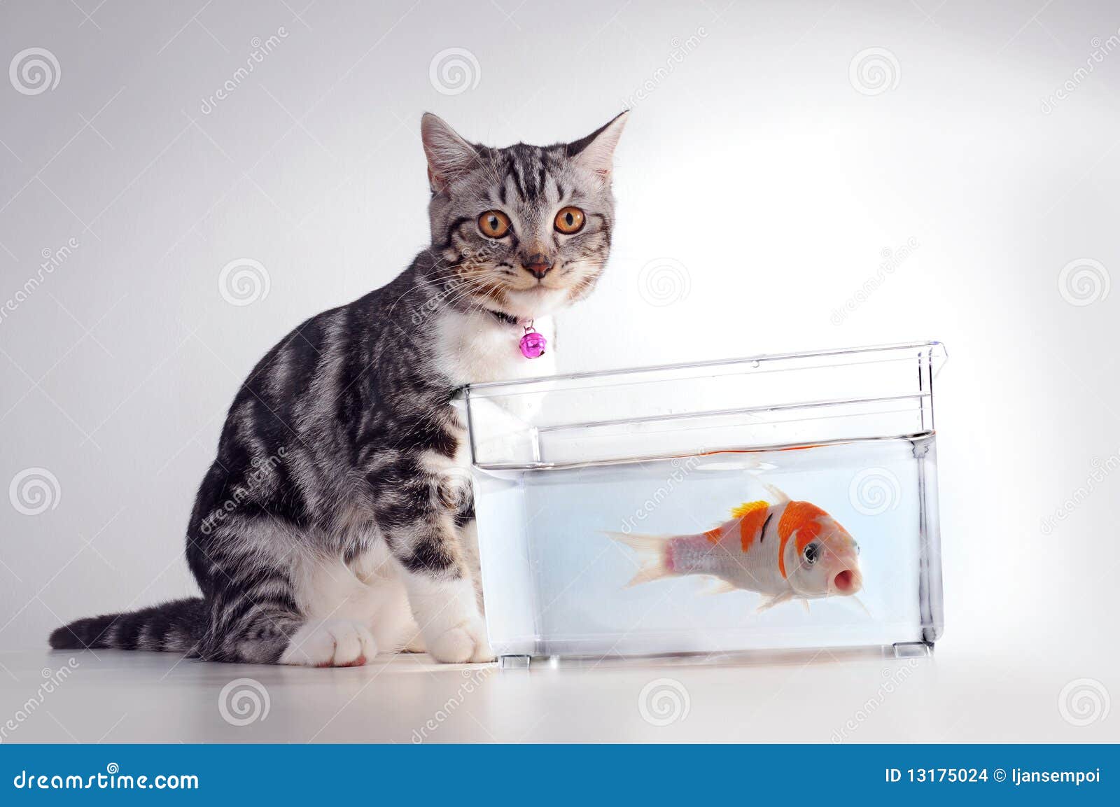 Chat avec des poissons photo stock. Image du carpe, chat - 13175024