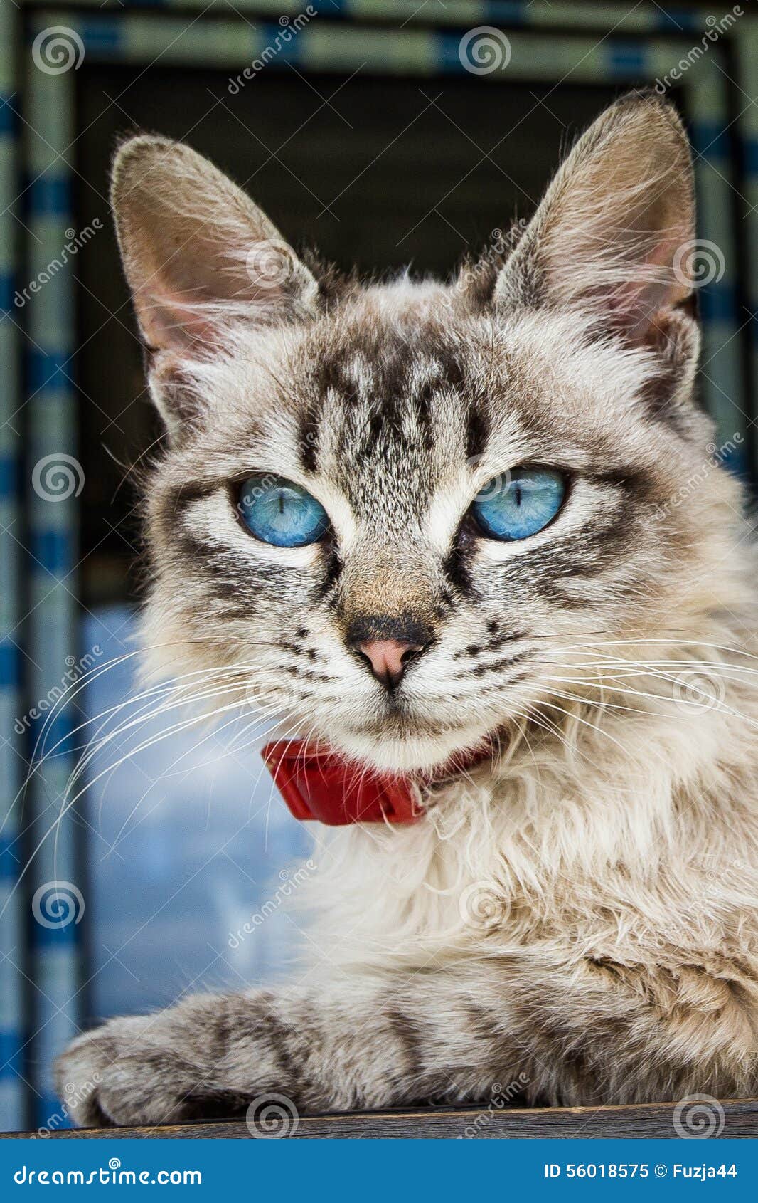 Chat avec des yeux bleus image stock. Image du mammifère - 56018575