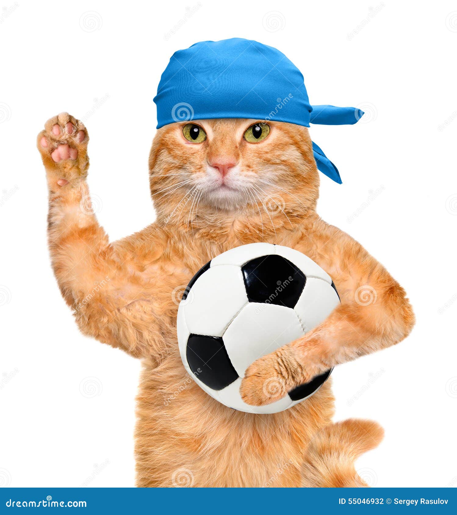 Chat Avec Du Ballon De Football Blanc Photo stock - Image of obéissant ...