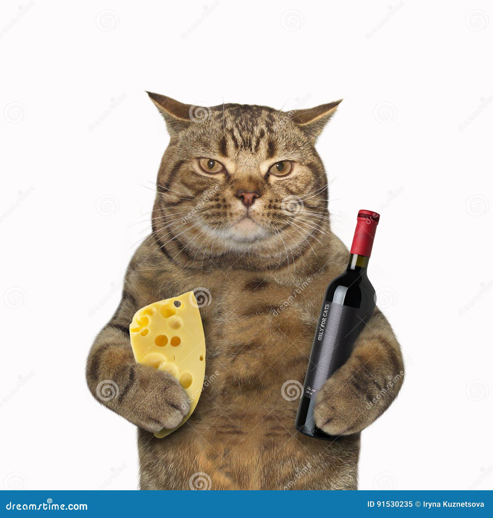 Chat Avec Du Vin Et Le Fromage Image stock - Image du fond, blanc: 91530235