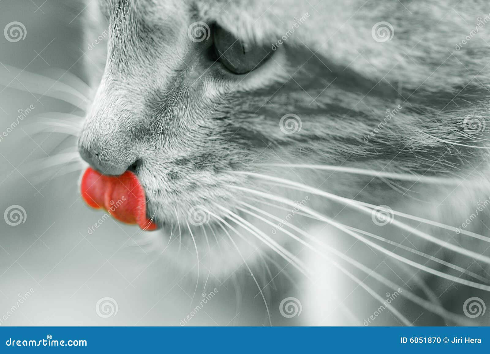 Chat avec la langue rouge photo stock. Image du aimer - 6051870