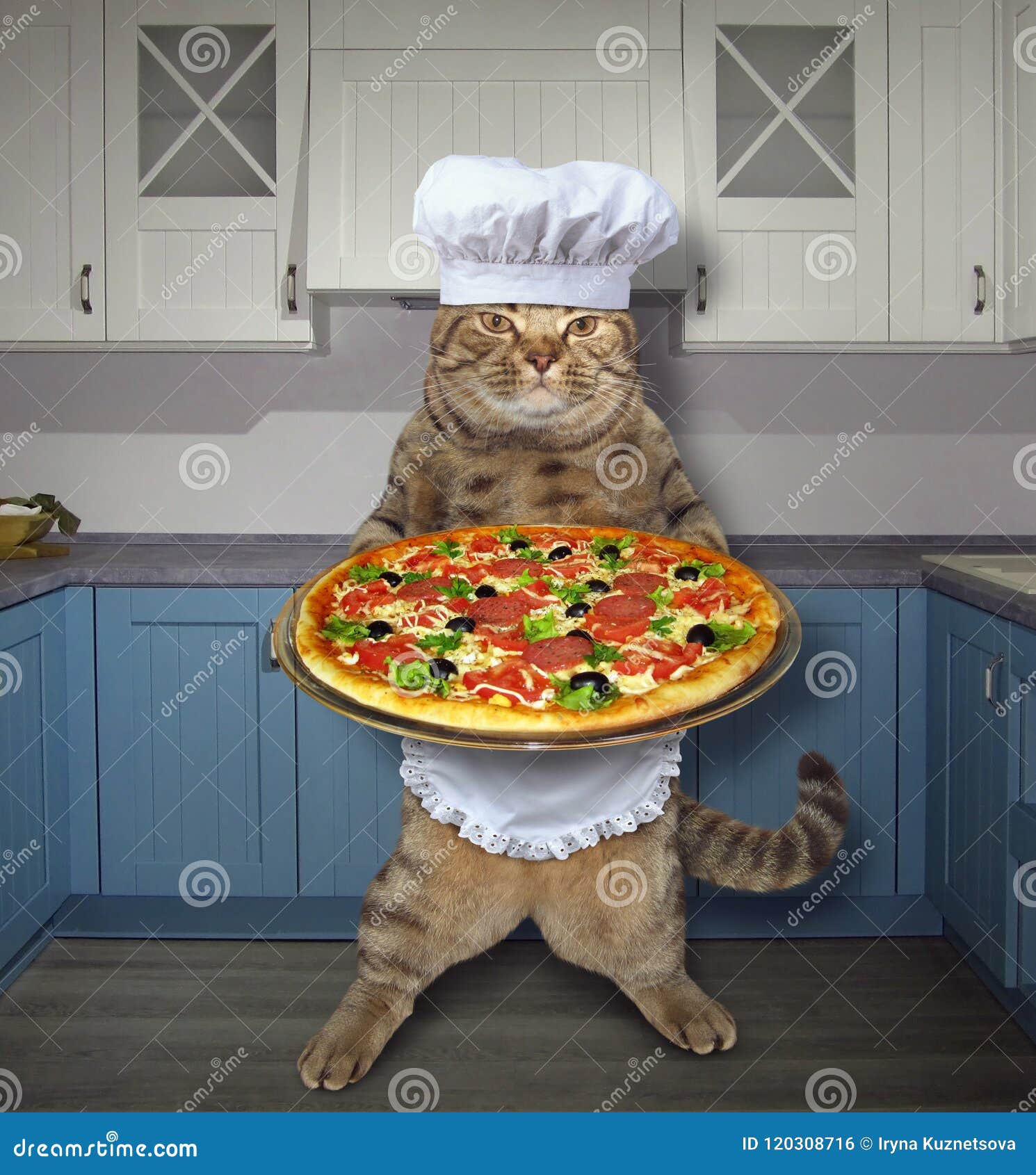 Chat Avec La Pizza Dans La Cuisine Photo stock - Image du chapeau ...