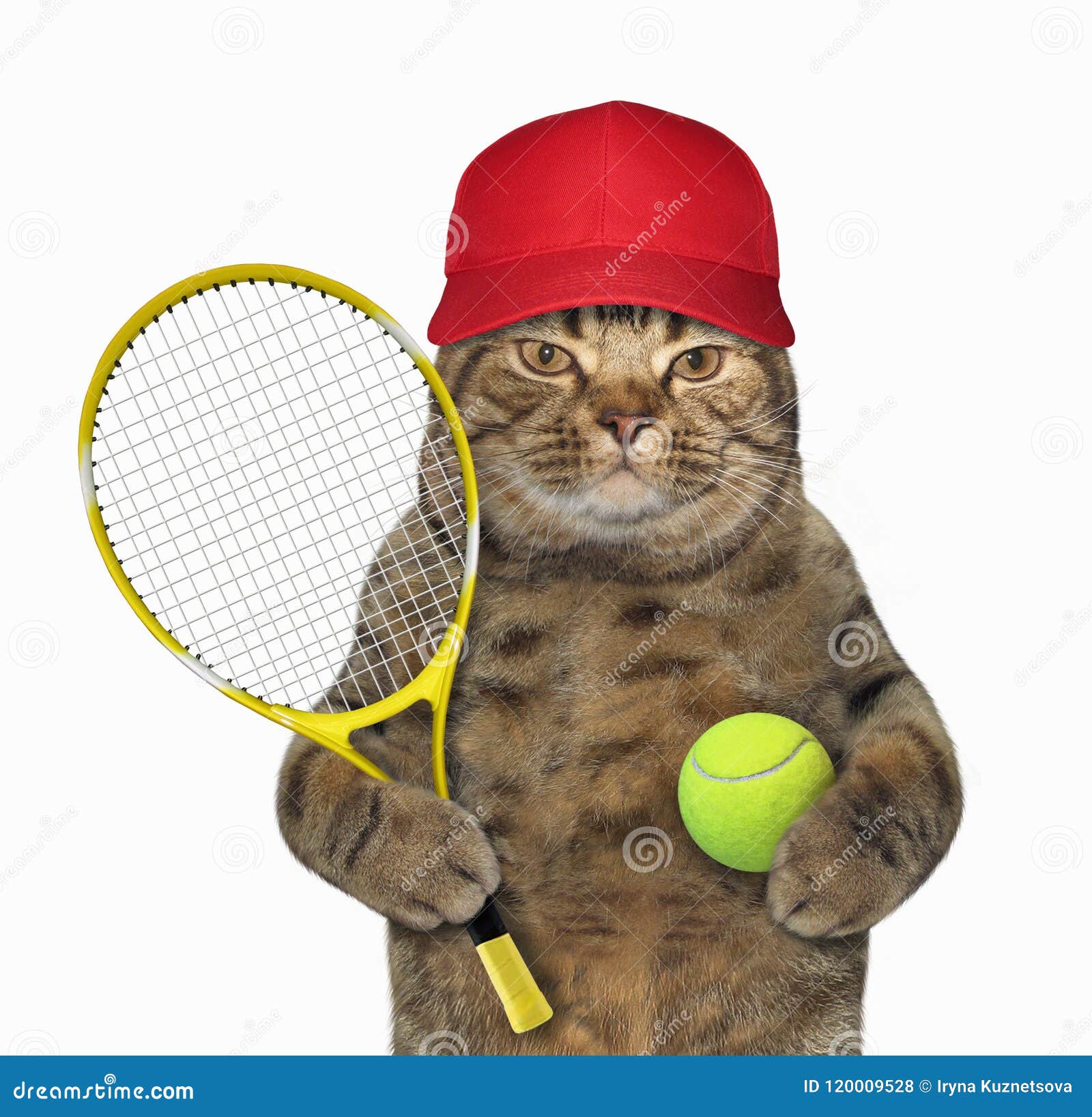 Chat Avec La Raquette De Tennis Photo stock - Image du humeur, raquette ...