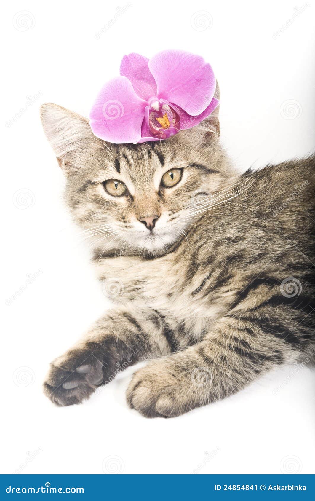 Chat avec les fleurs roses image stock. Image du détail - 24854841