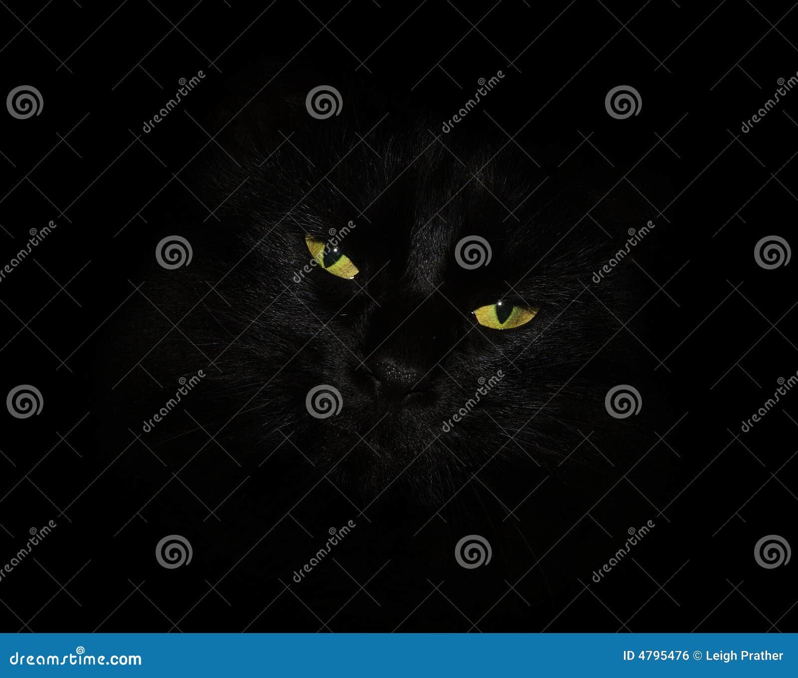 Chat avec les yeux jaunes photo stock. Image du lueur - 4795476