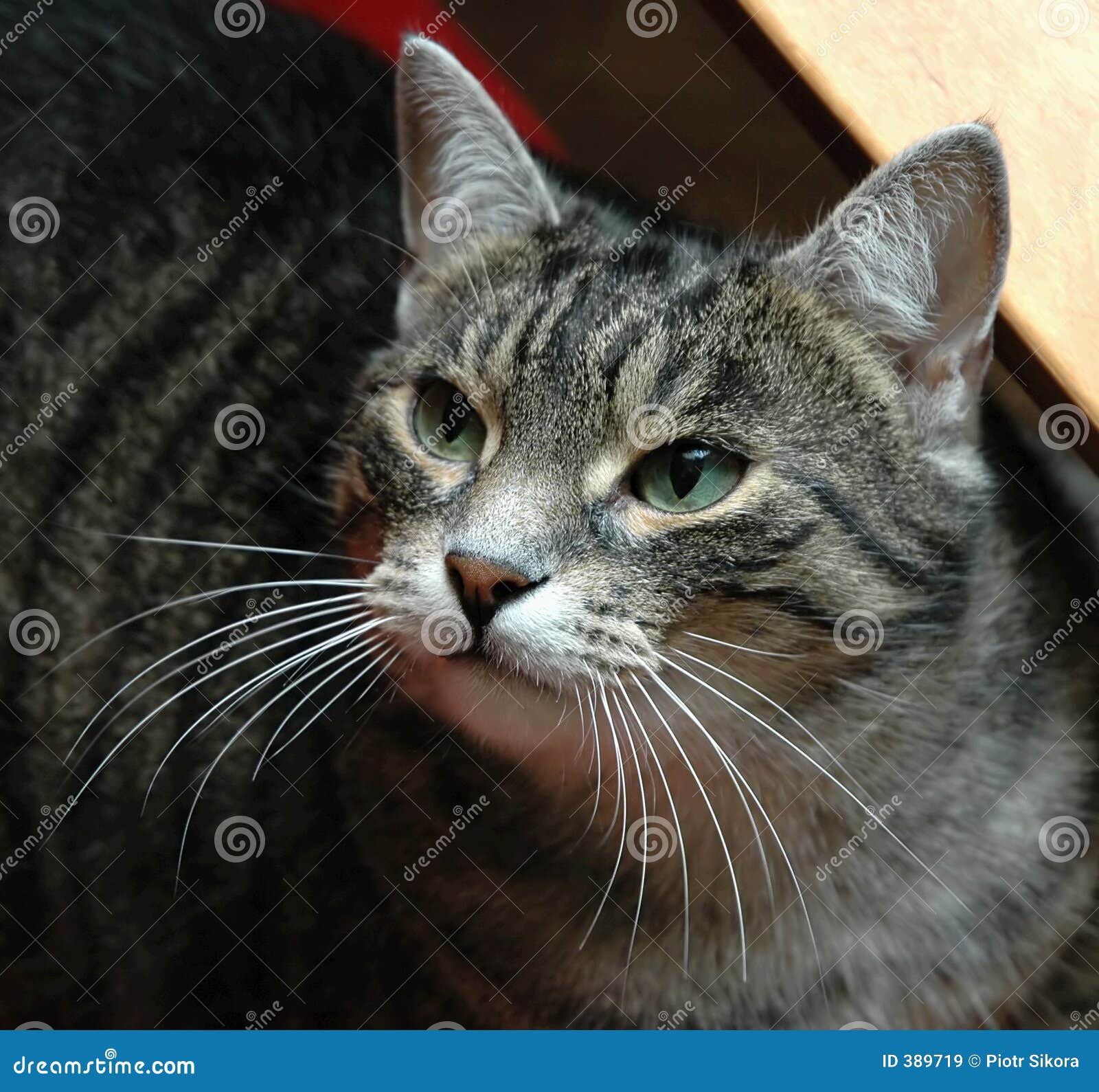 Chat Avec Les Yeux Verts Et La Longue Moustache Image stock - Image du ...