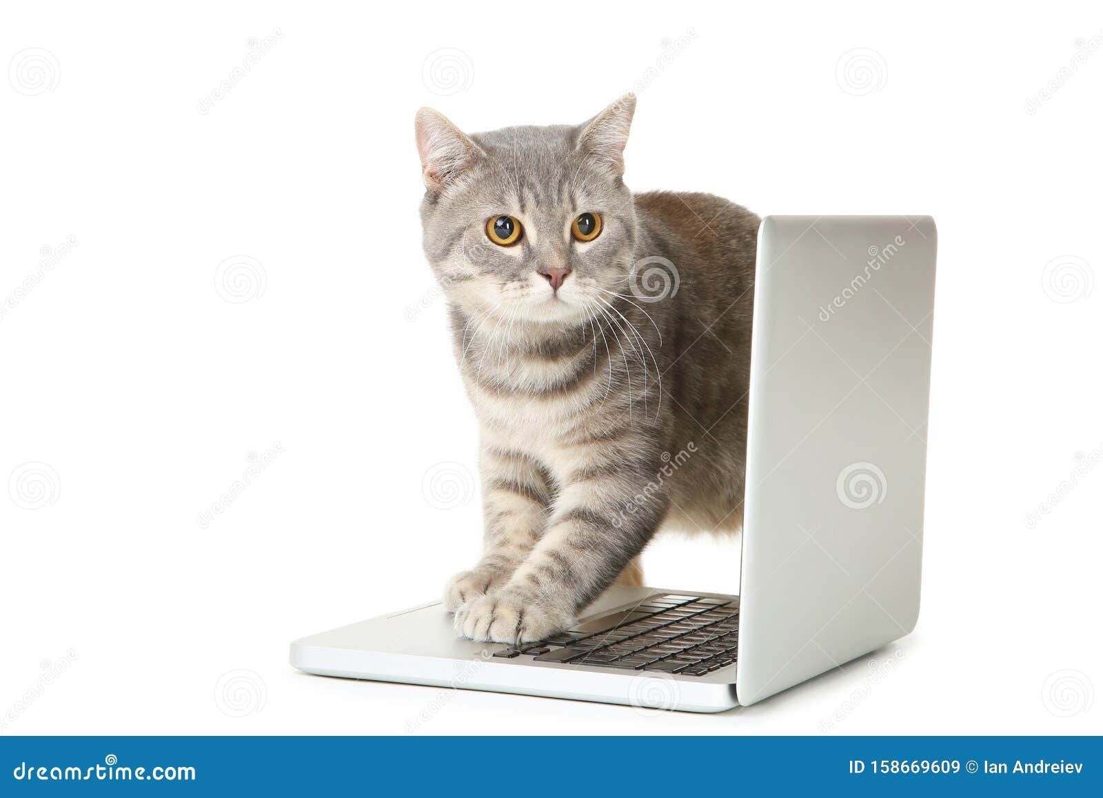 Chat Avec Ordinateur Portable Image stock - Image du portable, fond ...