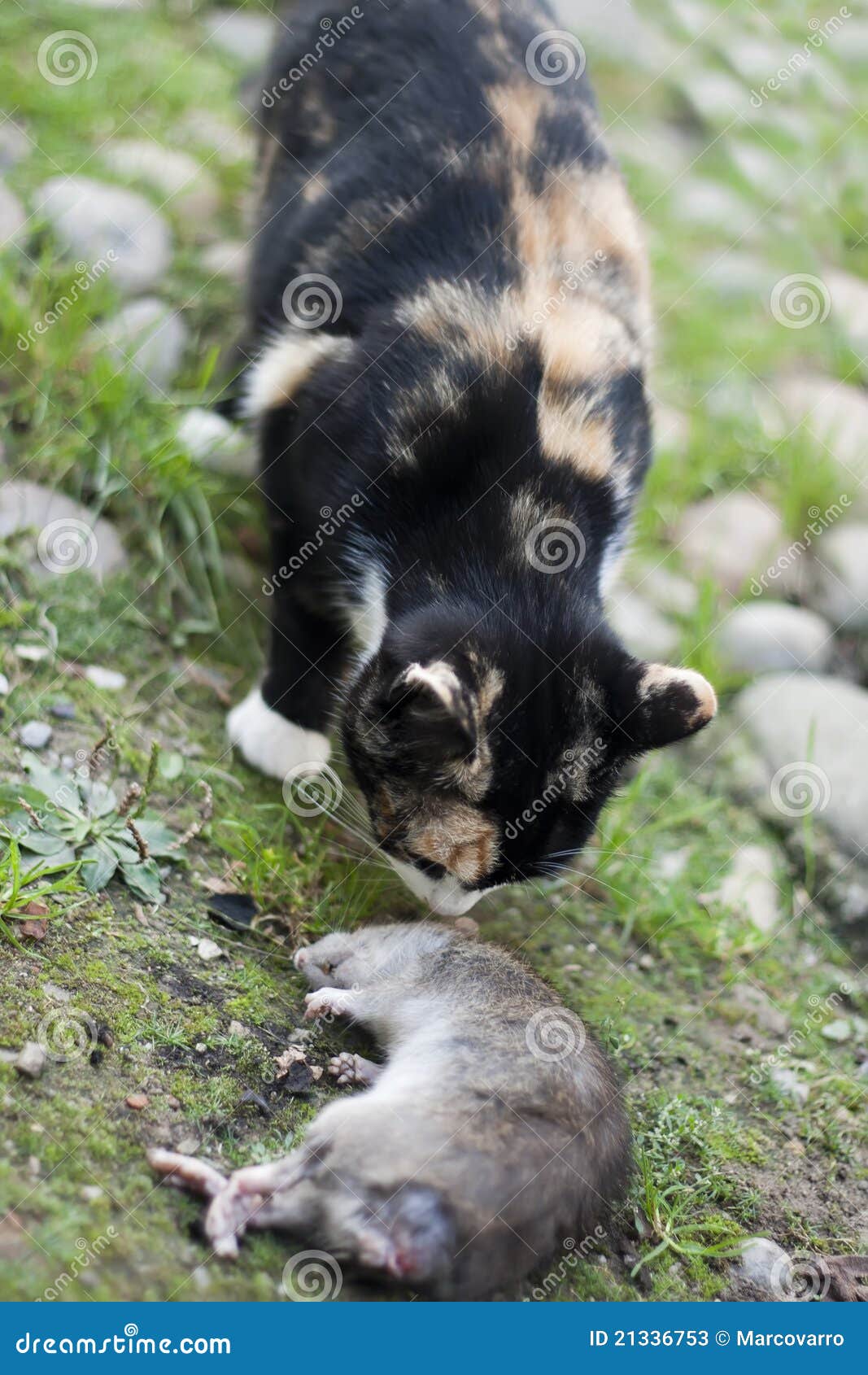 Chat avec un rat image stock. Image of chasse, chasseur - 21336753