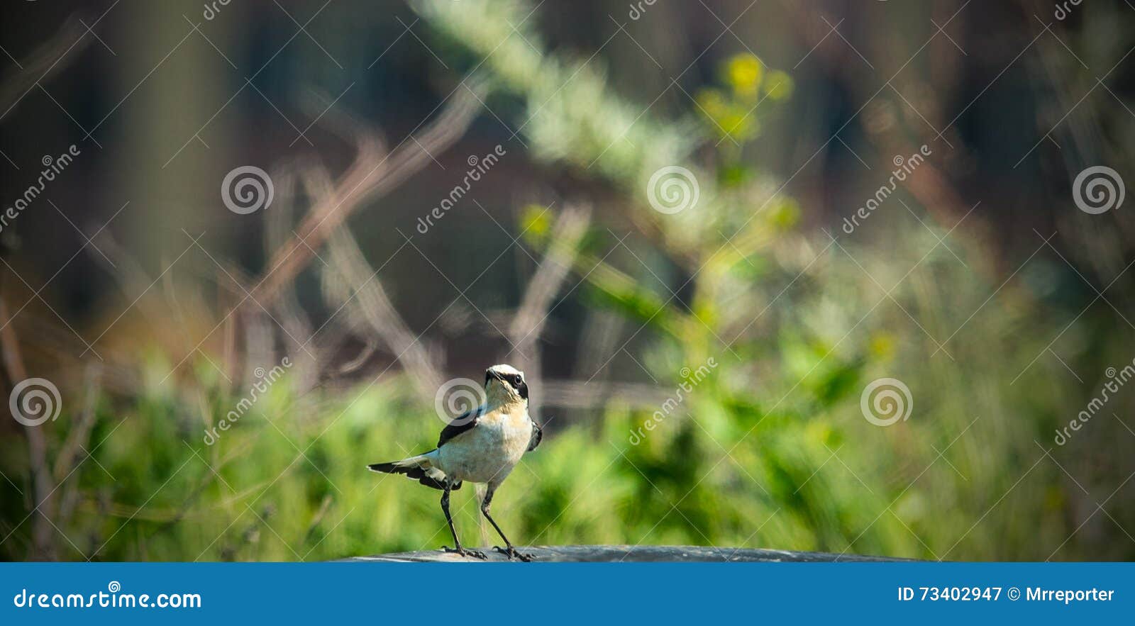 The chat bird stock image. Image of sits, male, chat - 73402947