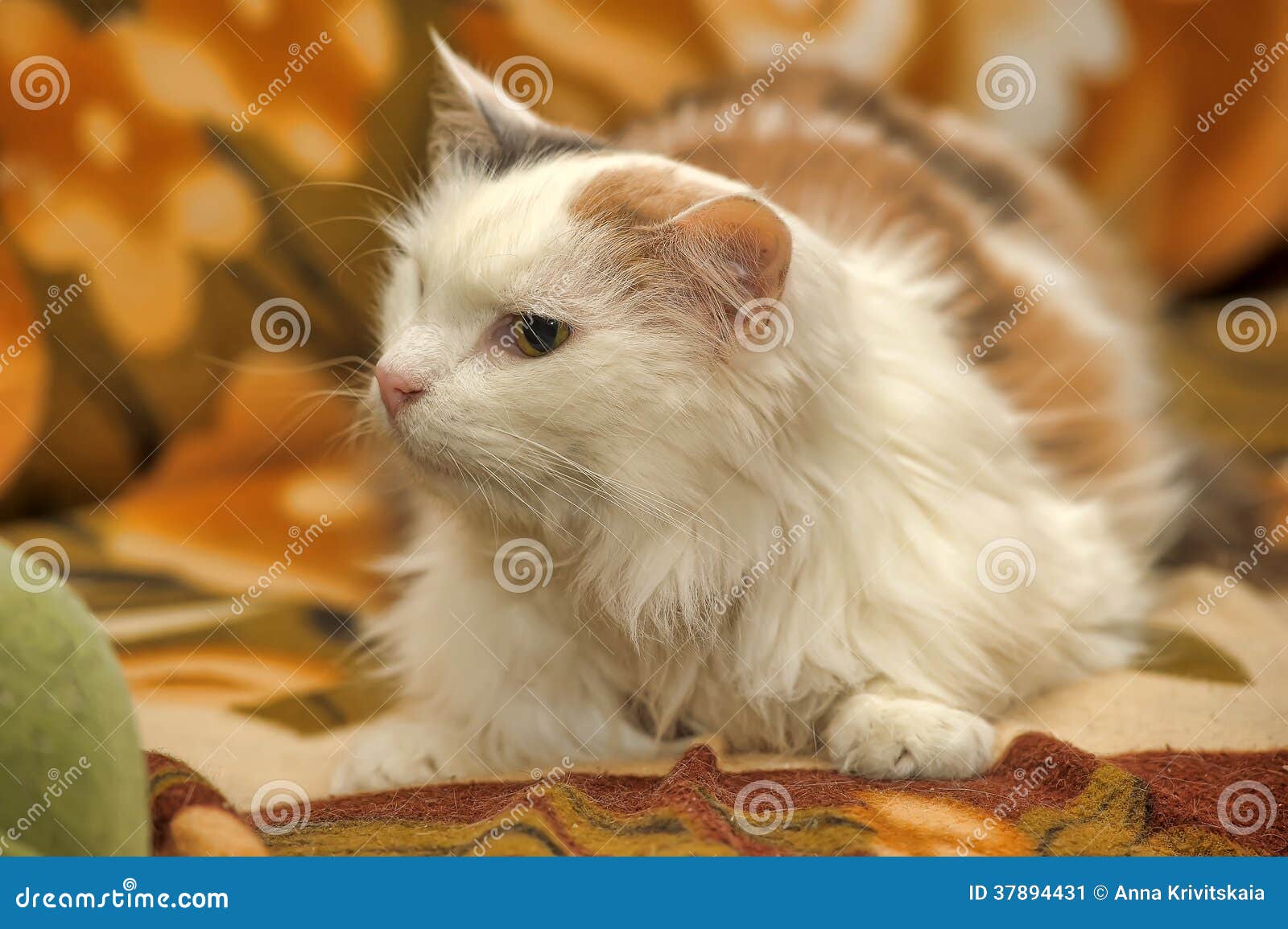 Chat Blanc Avec Les Taches Rouges Et Grises Image stock - Image du ...