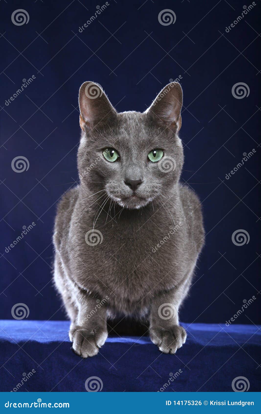 Chat bleu russe photo stock. Image du fourrure, pedigree - 14175326