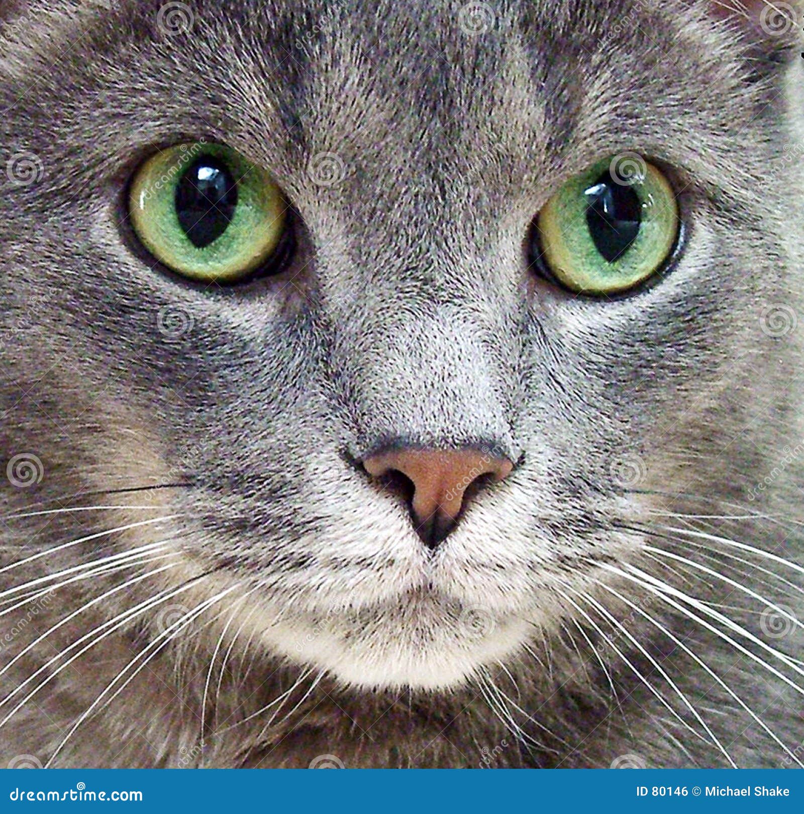 Chat bleu russe photo stock. Image du yeux, minou, félin - 80146