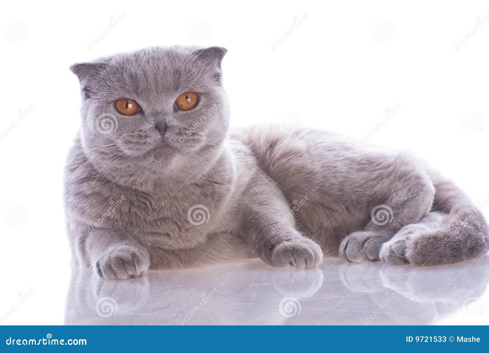 Chat britannique image stock. Image du domestique, félin - 9721533