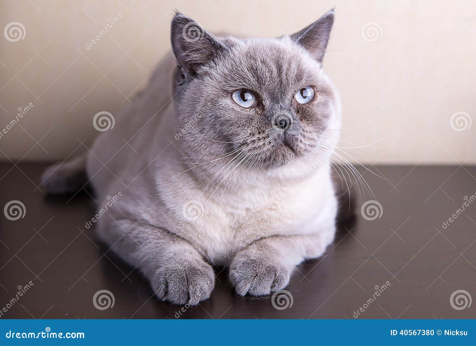 Chat Britannique De Colorpoint De Shorthair Photo stock - Image of ...