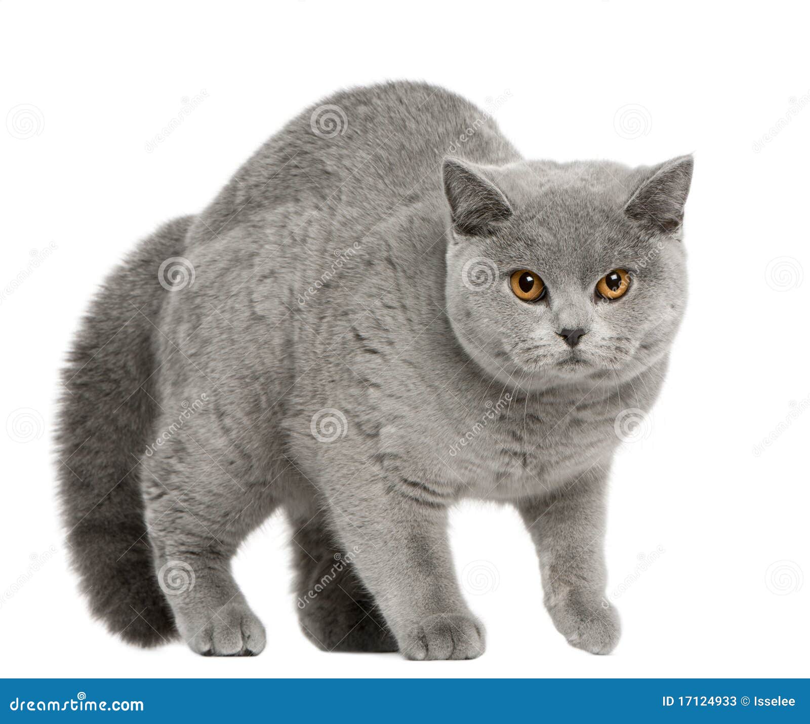 Chat Britannique De Shorthair, 8 Mois, Marchant Image stock - Image du ...