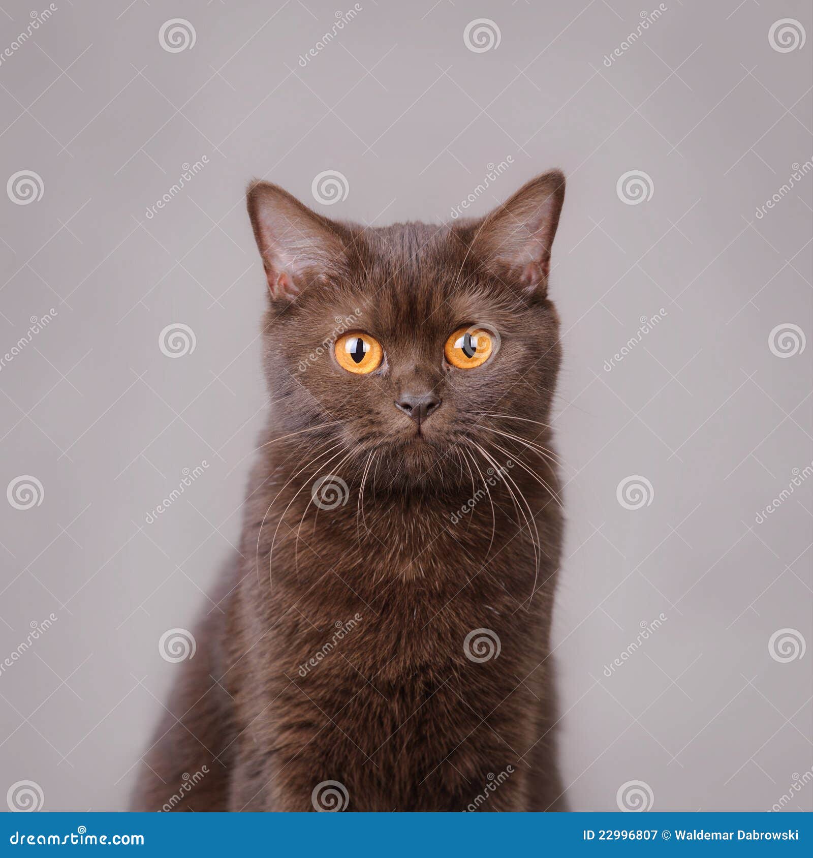 Chat Britannique De Shorthair De Chocolat Image stock - Image du thème ...
