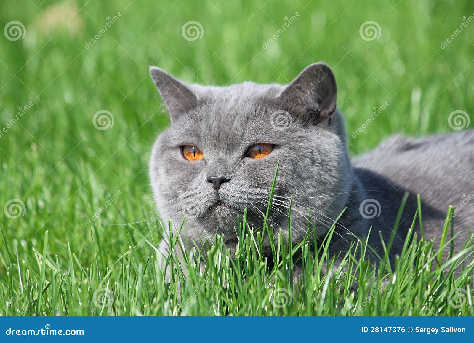 Chat Britannique Gris Dans L'herbe Photo stock - Image du chaton, zone ...