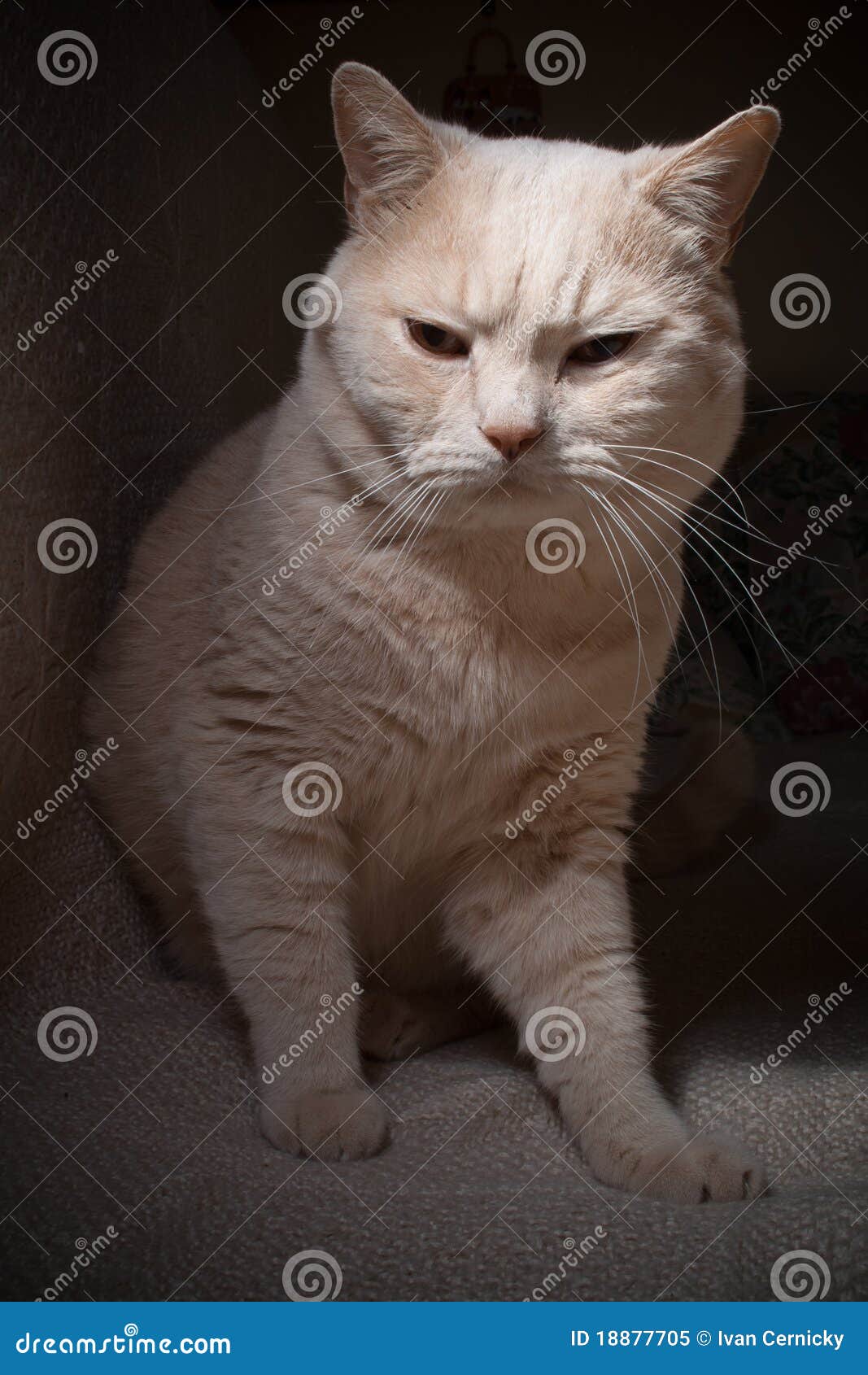 Chat britannique II image stock. Image du confort, animal - 18877705