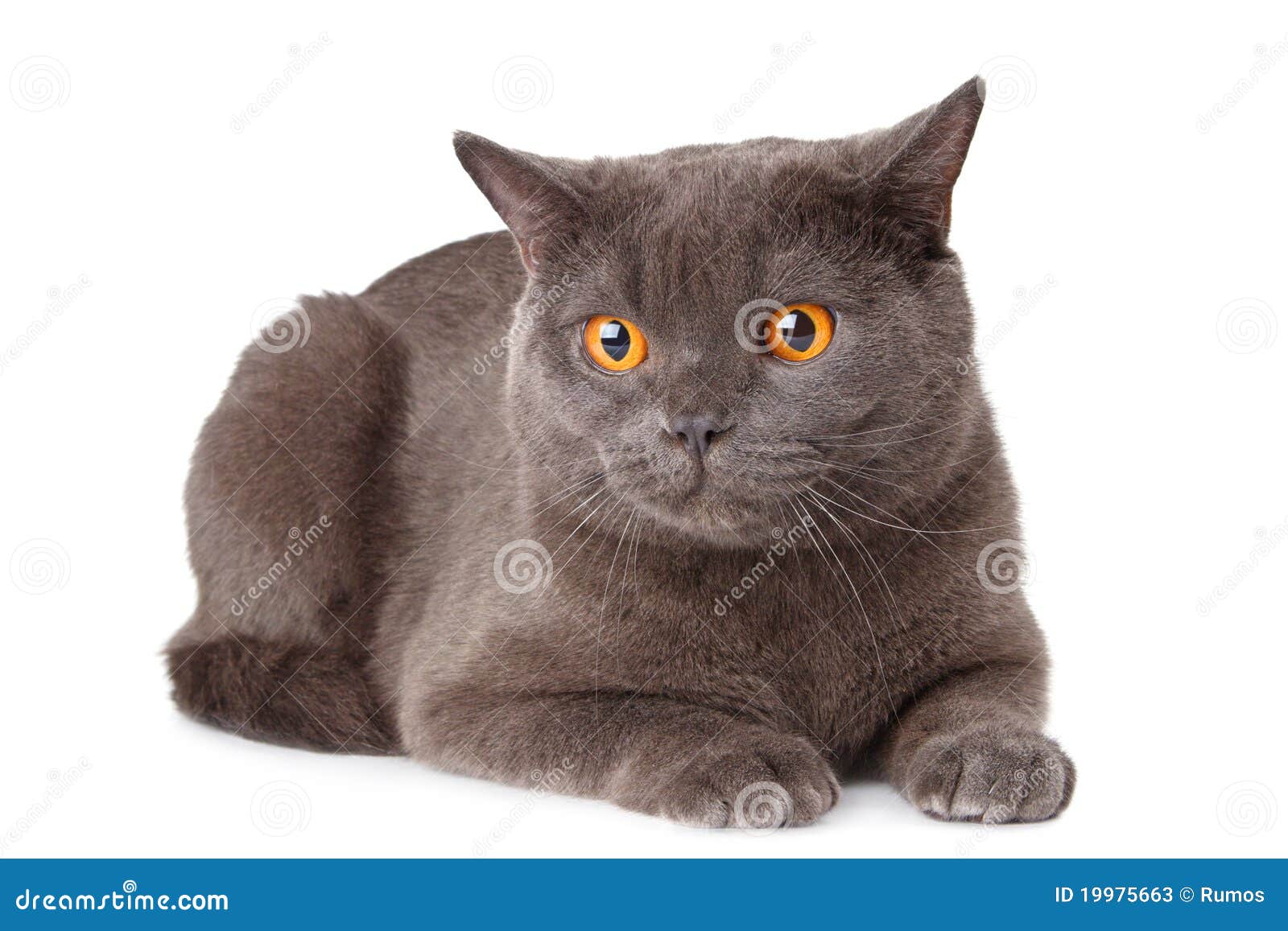 Chat Britannique Sur Le Blanc D'isolement Image stock - Image du regard ...
