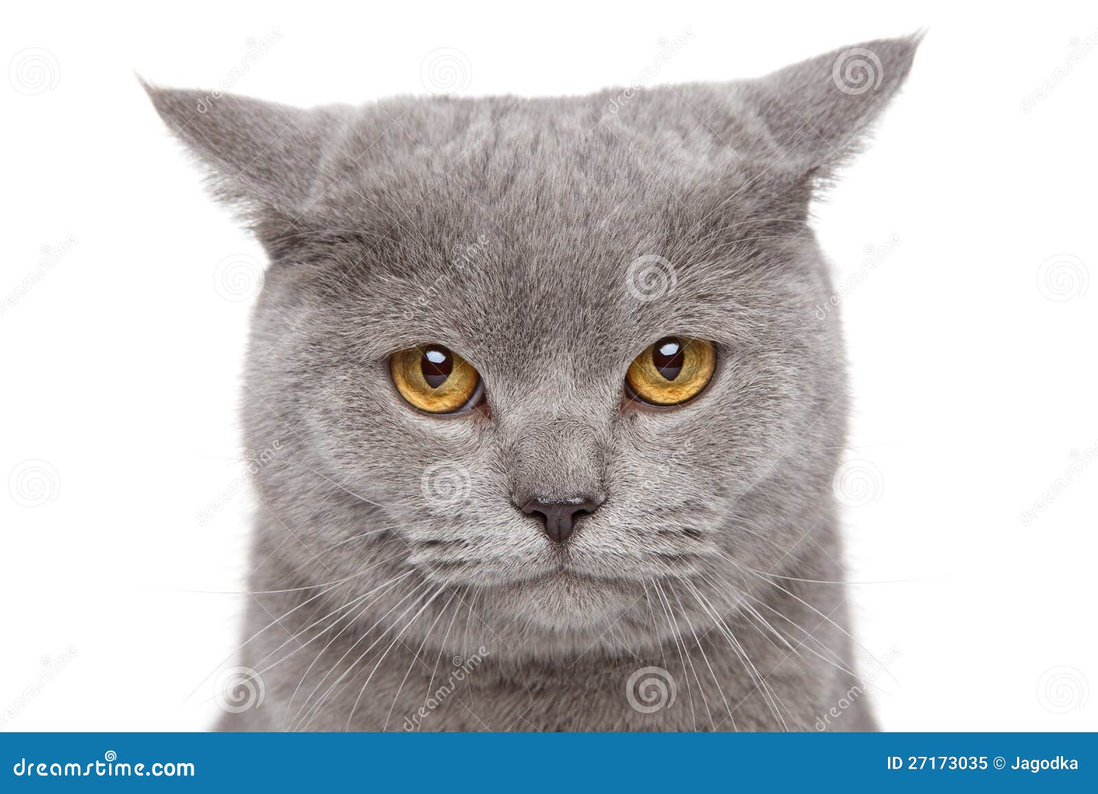 Chat Britannique Triste De Shorthair Image stock - Image du félin ...