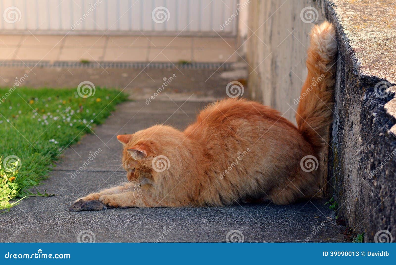 Chat chassant une souris image stock. Image du domestique - 39990013