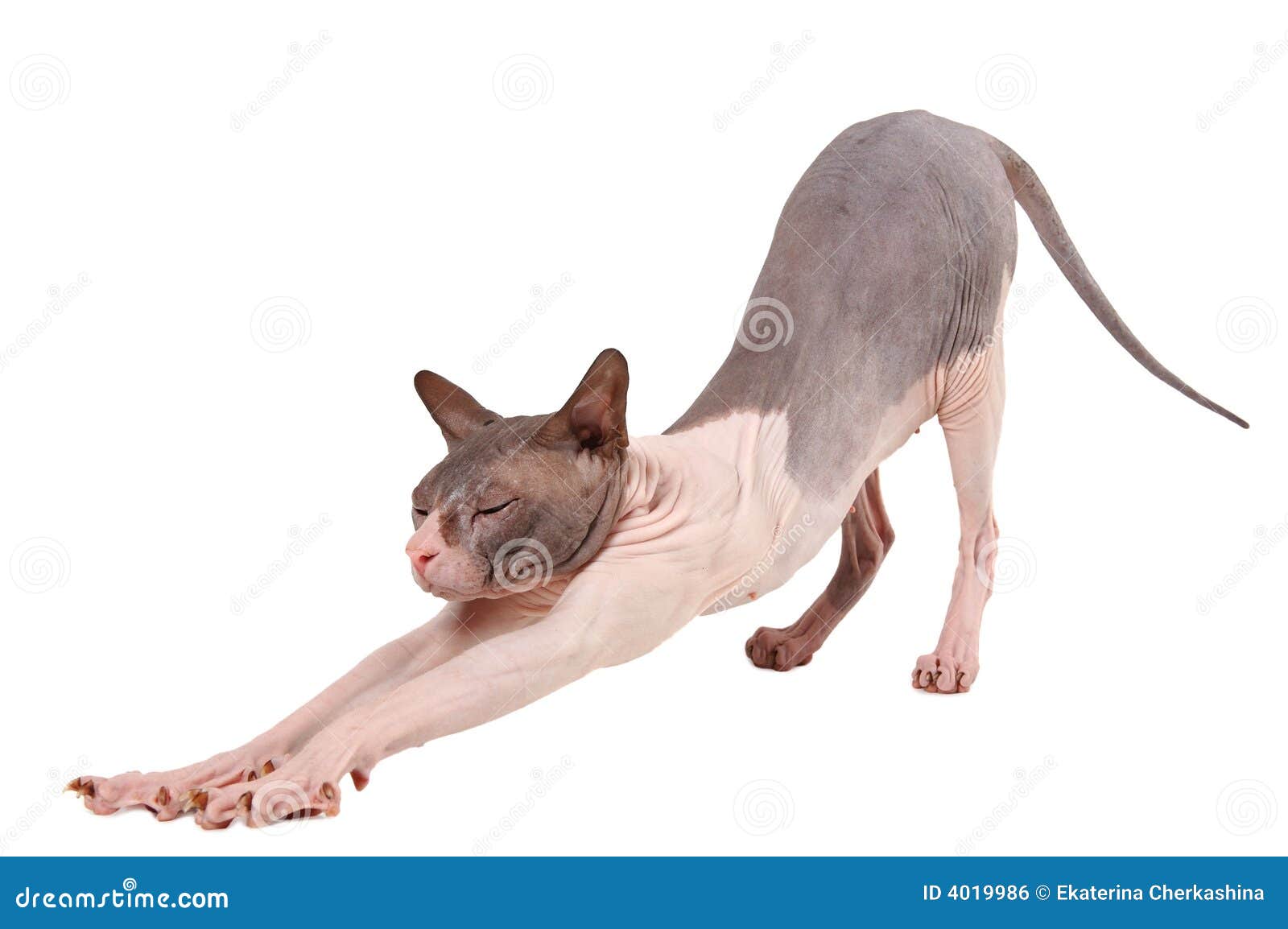 Chat chauve photo stock. Image du isolement, race, sphinx - 4019986