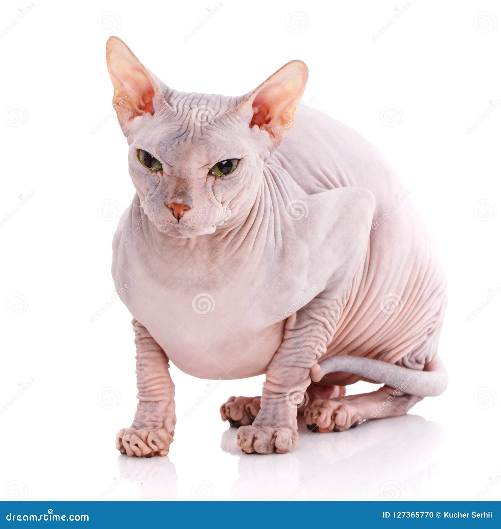 Chat Chauve Chat De Sphinx De Race Chat Nu Photo stock - Image du ...