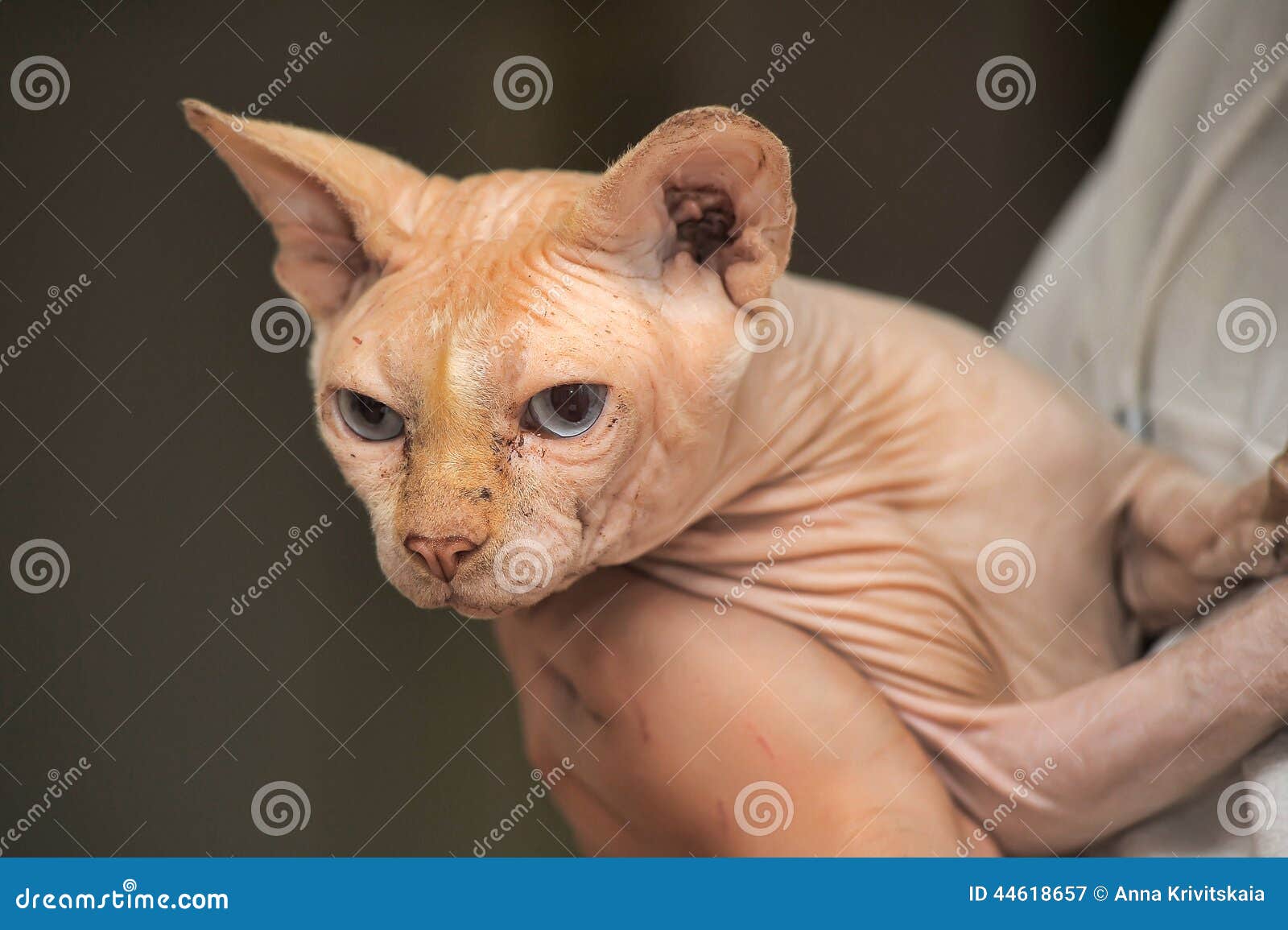 Chat chauve sur des mains image stock. Image du domestique - 44618657