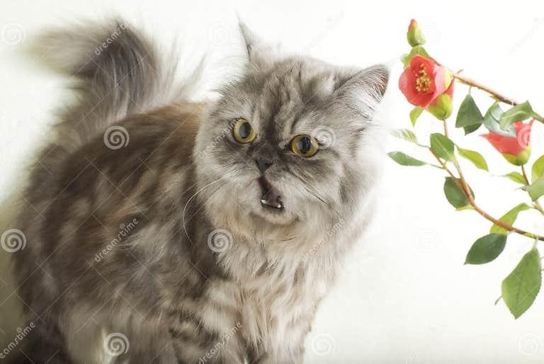 Chat choqué photo stock. Image du poilu, fleur, mignon - 14616318