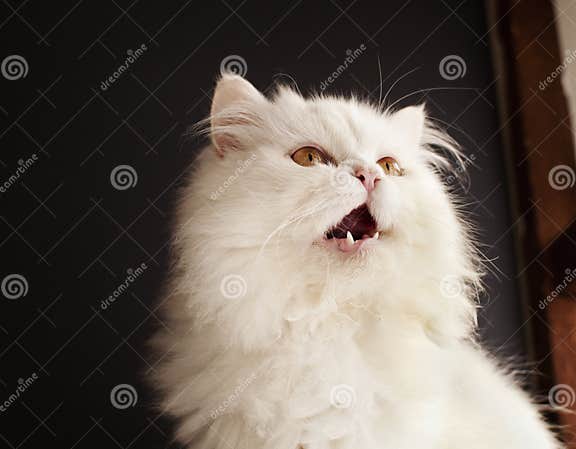 Chat choqué photo stock. Image du race, choqué, drôle - 38381172