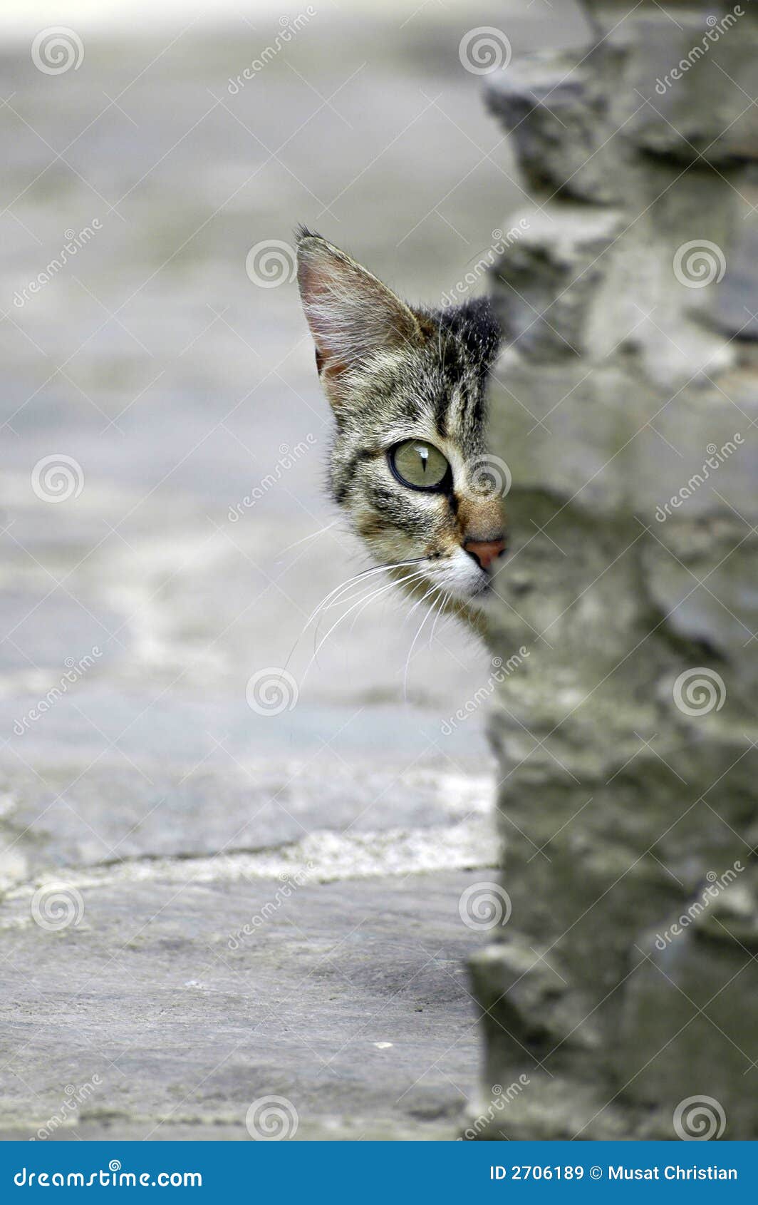 Chat curieux image stock. Image du oreille, oeil, mammifère - 2706189
