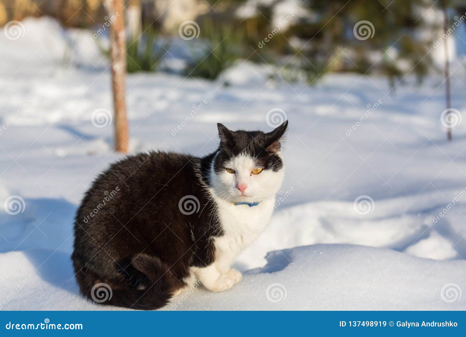 Chat Dans La Saison D'hiver Image stock - Image du nature, adulte ...