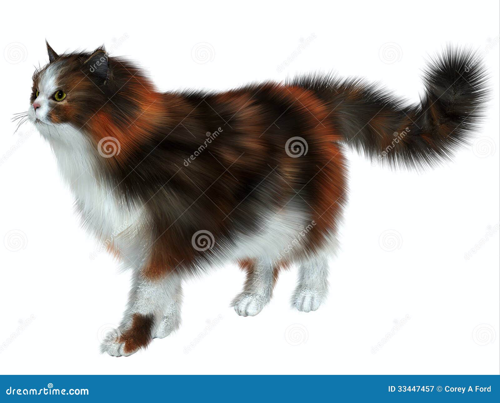 Chat de calicot image stock. Image du chose, minou, prédateur - 33447457